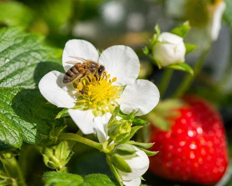 Growing Strawberries Year-Round: A Greenhouse Guide - EXACO