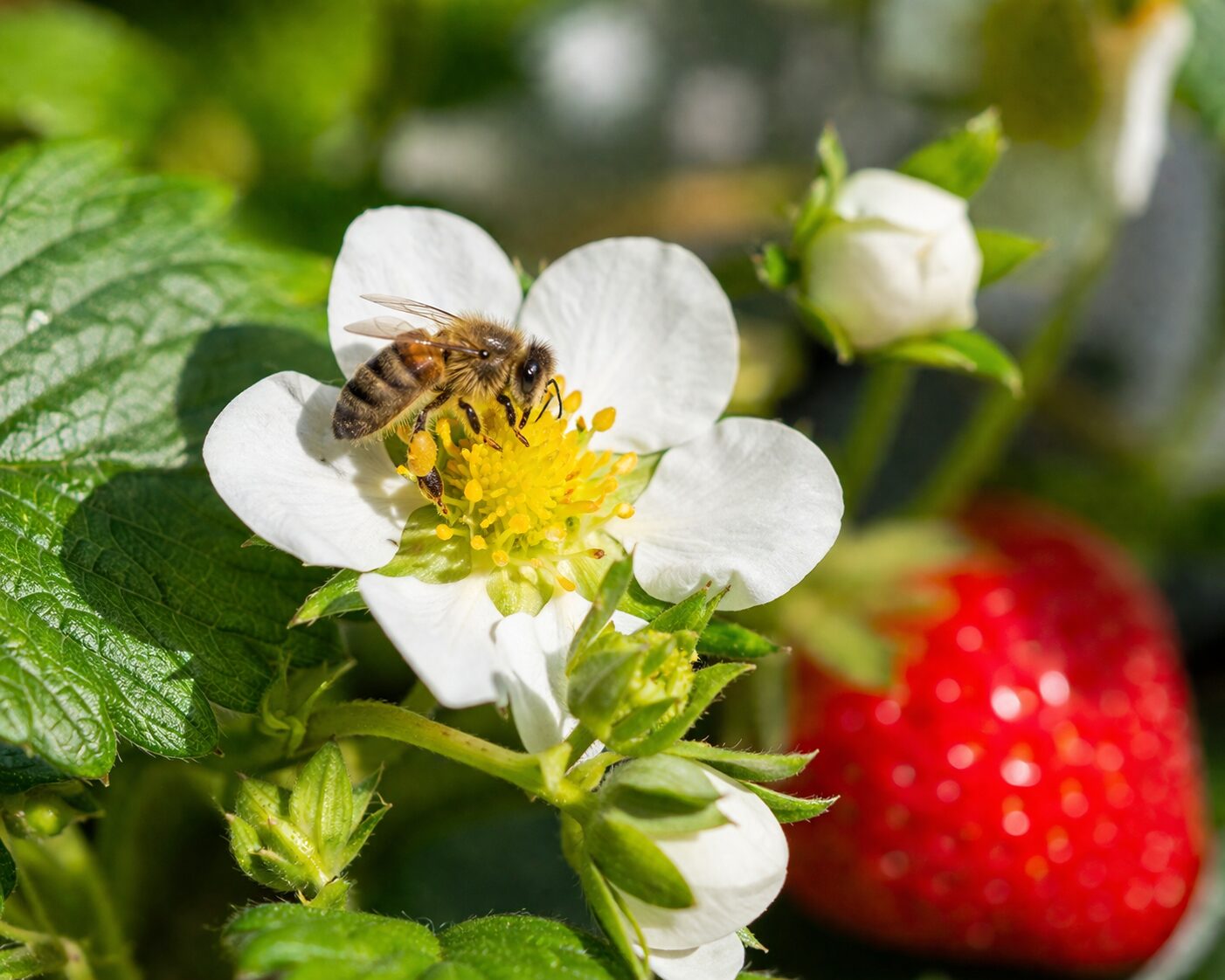 Growing Strawberries Year-Round: A Greenhouse Guide - EXACO